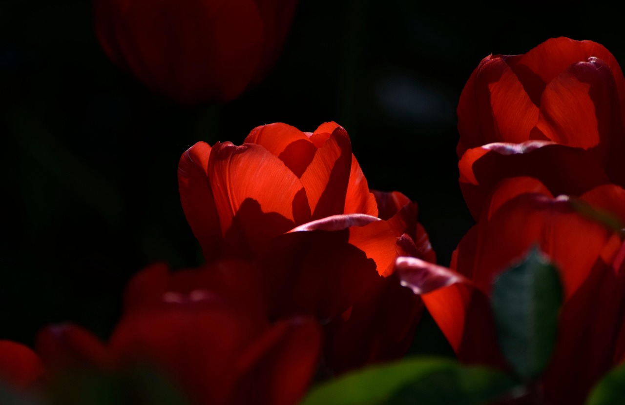 60,000+ Free Flower Shadows & Nature Images - Pixabay