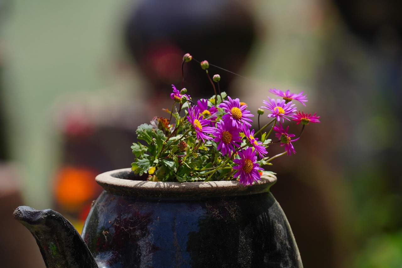 Margaridas Flores Planta Bule De - Foto gratuita no Pixabay - Pixabay