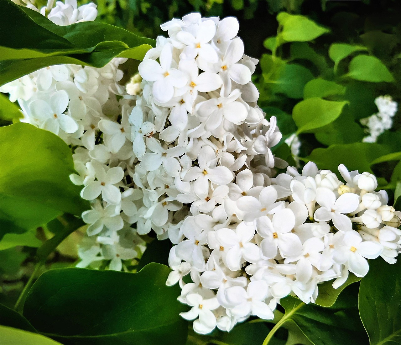 Flores Lilas Blancas