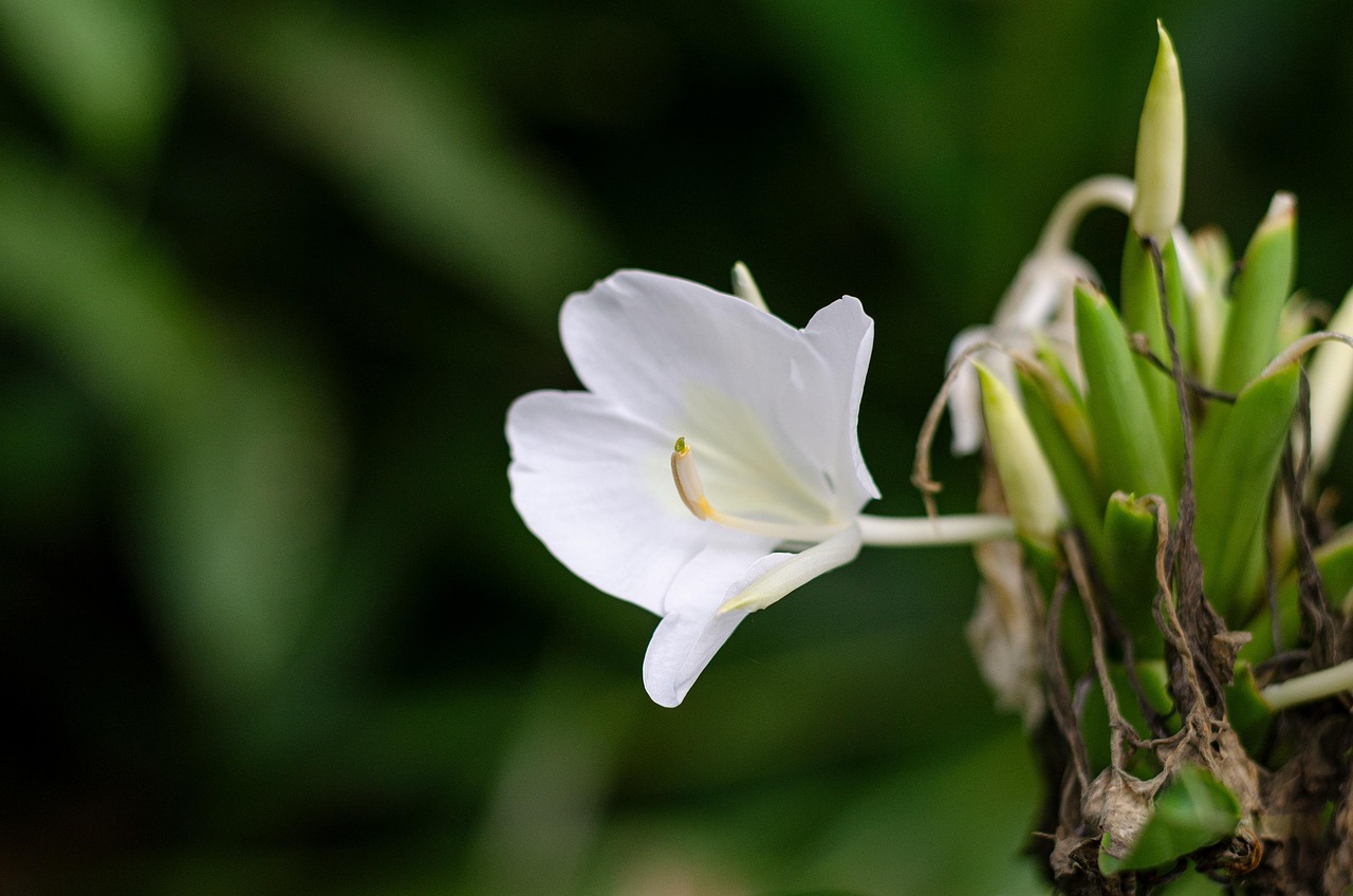 Garland-Lily Putih Bunga Tanaman - Foto gratis di Pixabay - Pixabay