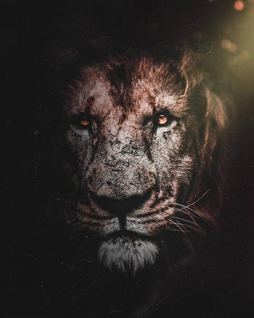Leo Animal Arte - Imagens grátis no Pixabay - Pixabay