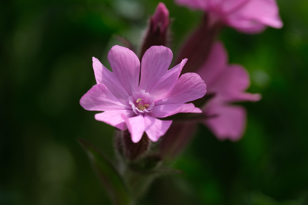 Flor Planta Silene Dioica Campion - Foto gratuita no Pixabay - Pixabay