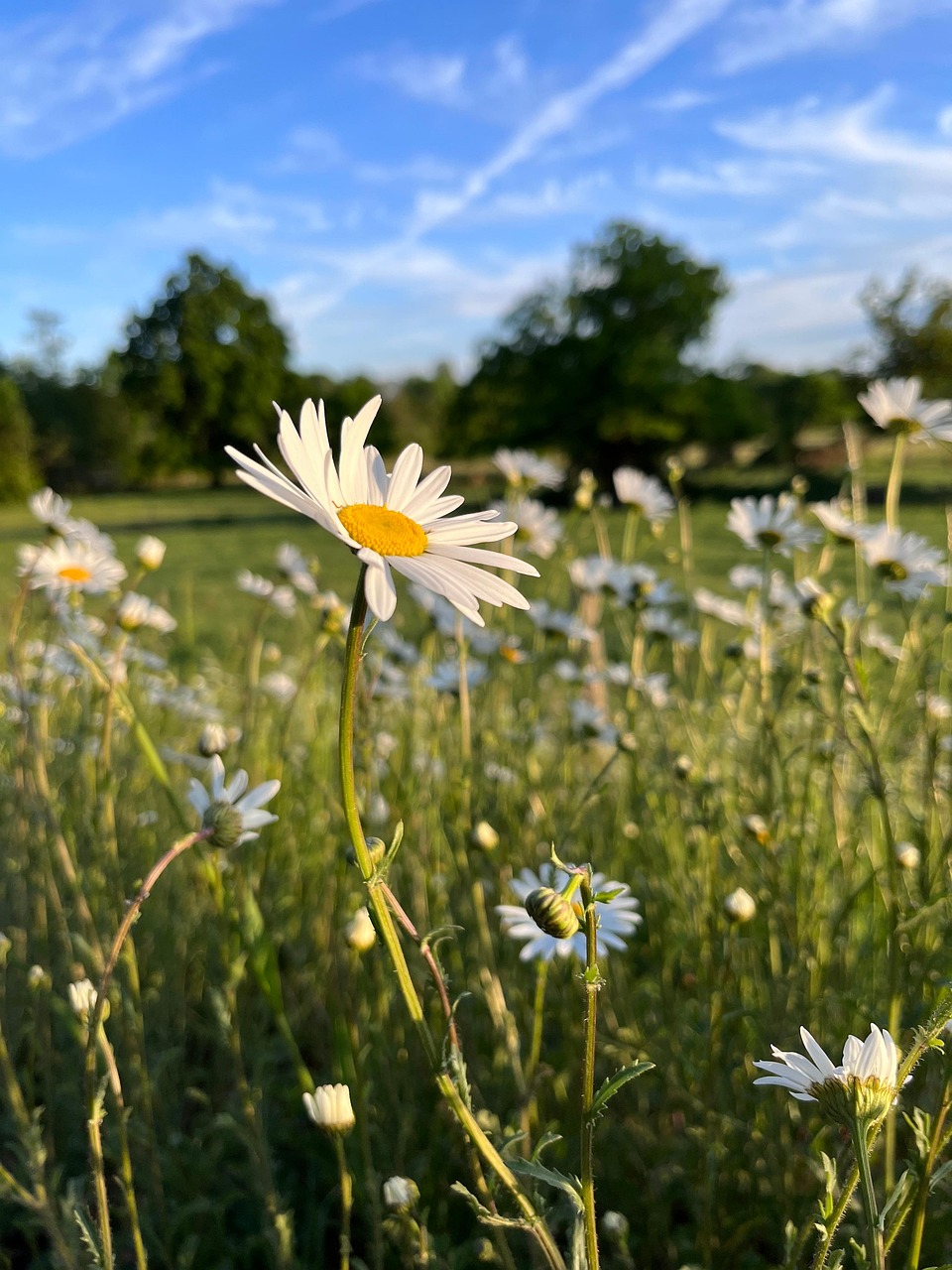 Daisy Of Daisies Wild - Free photo on Pixabay - Pixabay
