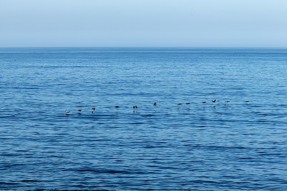 Ocean Bird Flight - Free photo on Pixabay