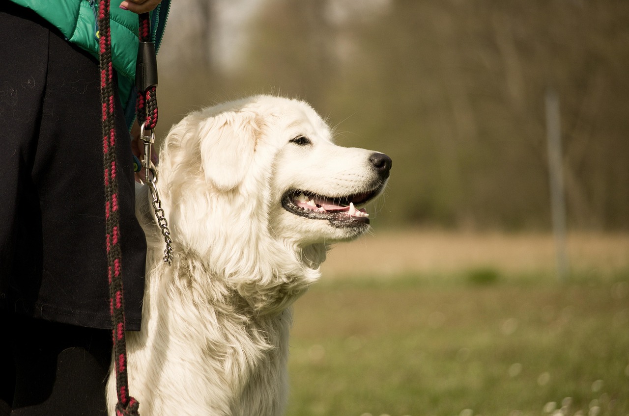 Slovensky Cuvac Puppies