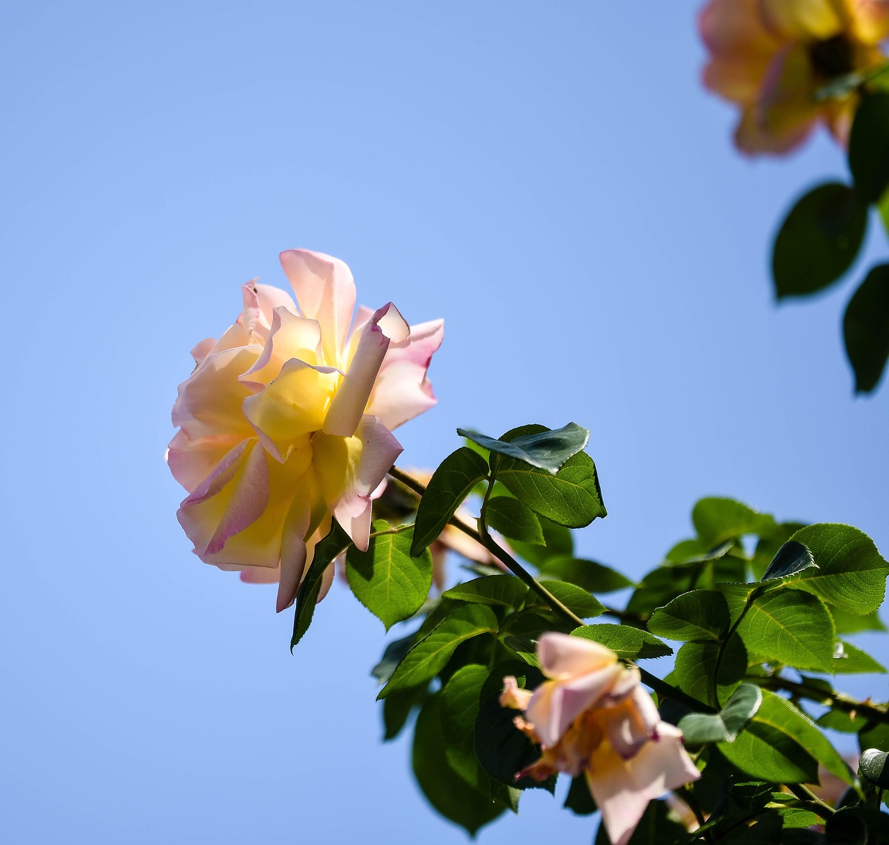 Rose Une Jaune Fleur - Photo gratuite sur Pixabay - Pixabay