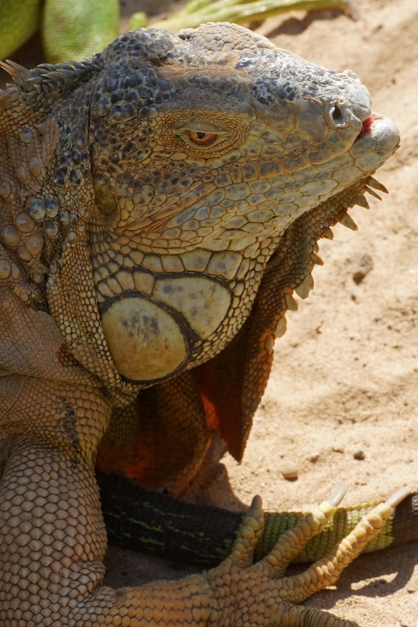 Iguana Lagarto Animal - Foto gratis en Pixabay - Pixabay