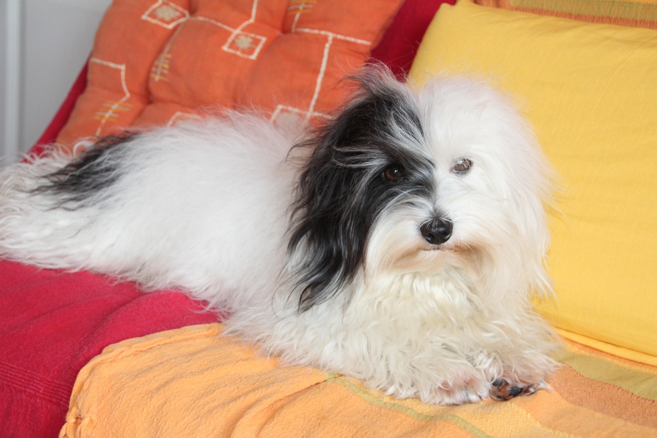 Coton De Tulear Perro Mascota - Foto gratis en Pixabay - Pixabay