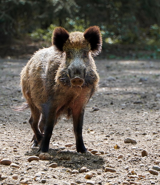 Jabalí Cerdo Animal Fauna - Foto gratis en Pixabay - Pixabay