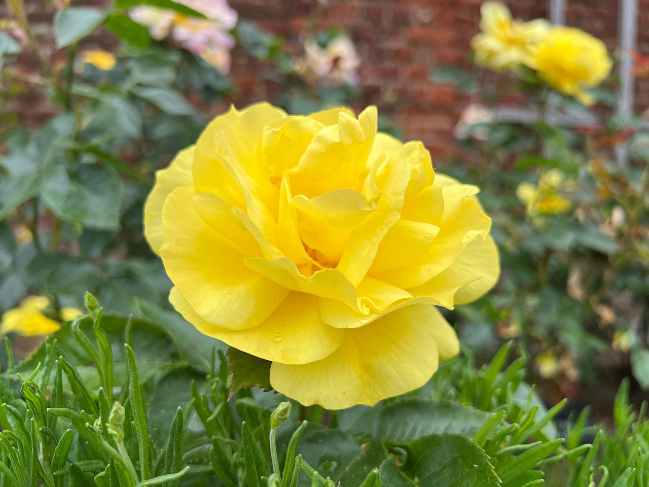 Rosa Jardim Primavera Flores Da - Foto gratuita no Pixabay - Pixabay