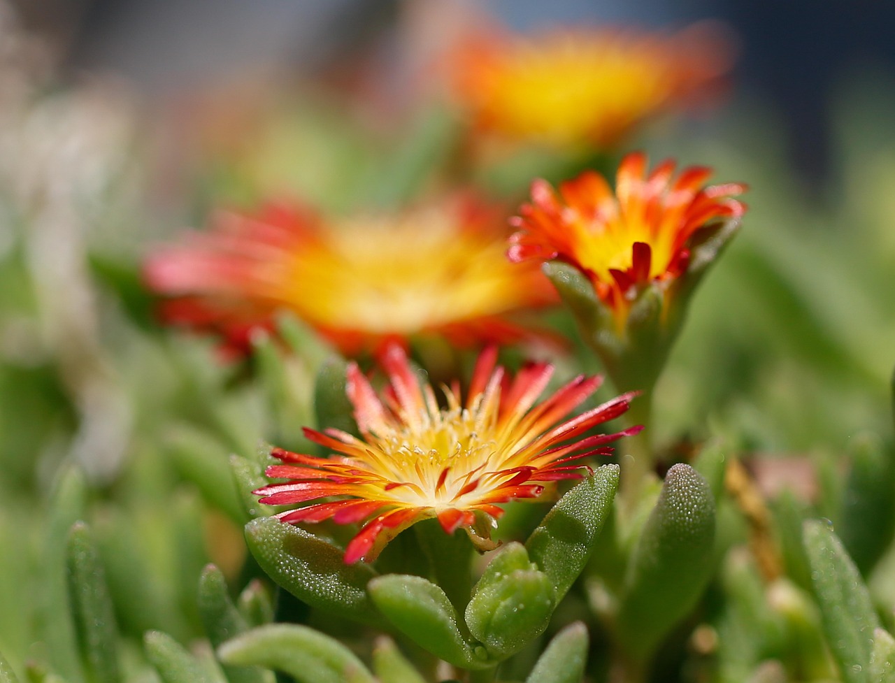 Bunga Tanaman Mekar - Foto gratis di Pixabay - Pixabay