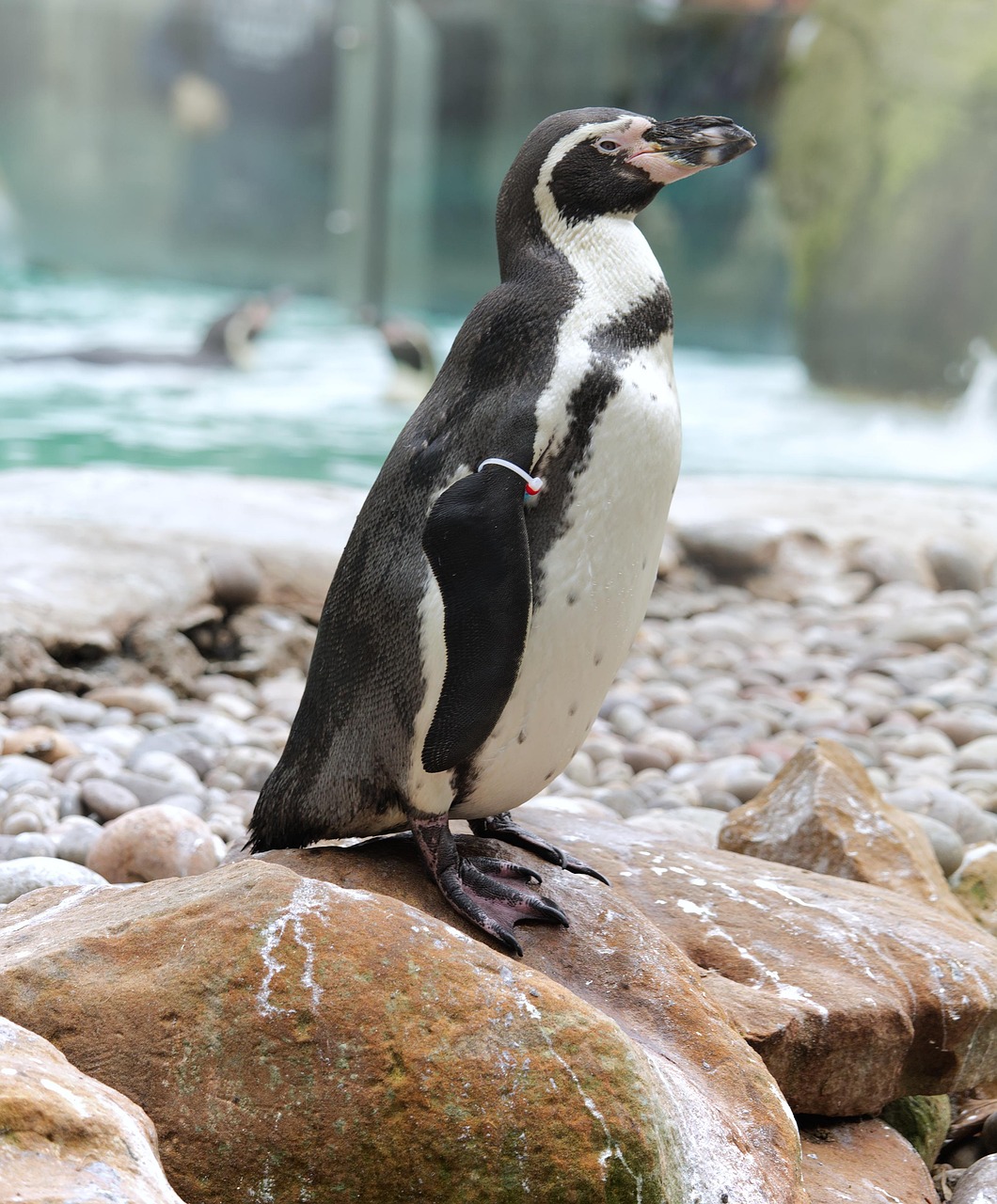 Humboldt Penguin Bird Animal - Free photo on Pixabay - Pixabay