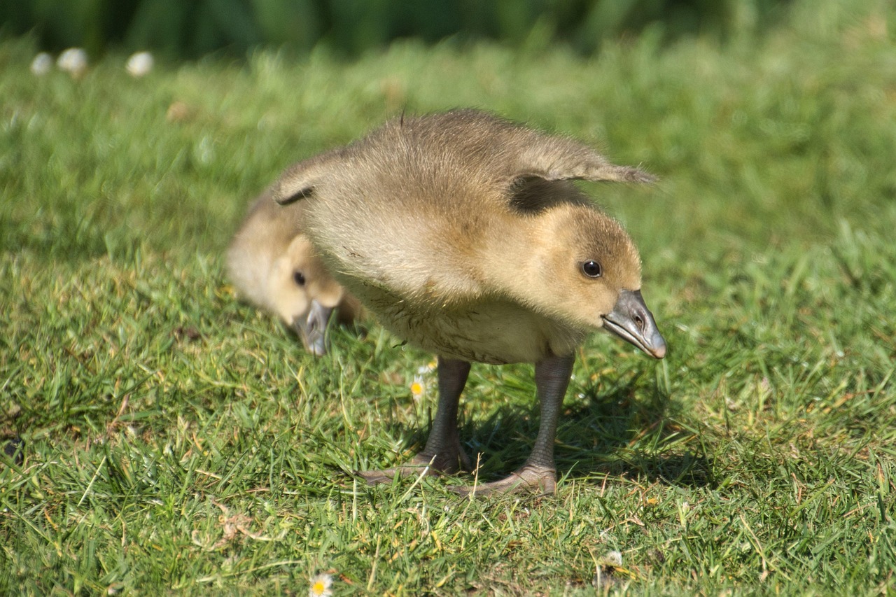 Chick Goose Canada Water - Free photo on Pixabay
