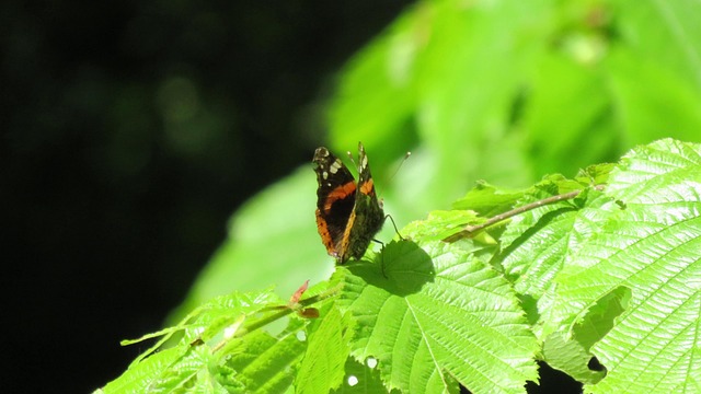 Butterfly Nature Forest - Free photo on Pixabay - Pixabay