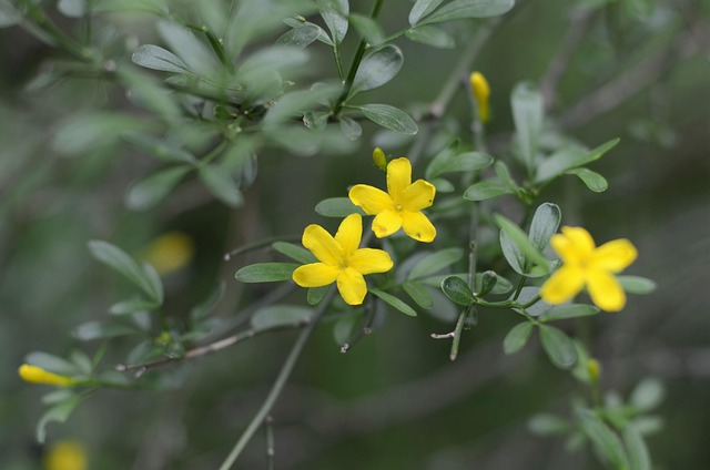 Jasmim Amarelo Flores Planta - Foto gratuita no Pixabay - Pixabay