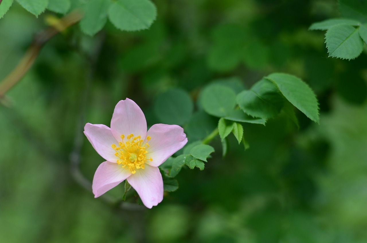 Dog Rose Flower Plant Rosa - Free photo on Pixabay - Pixabay