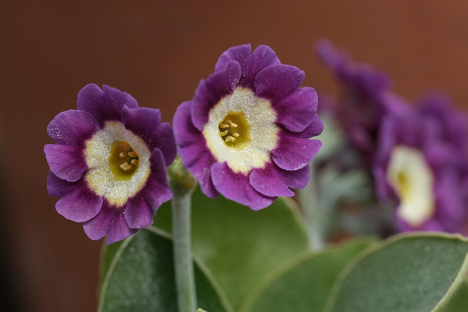 Flower Primroses Auricula Primula - Free photo on Pixabay - Pixabay