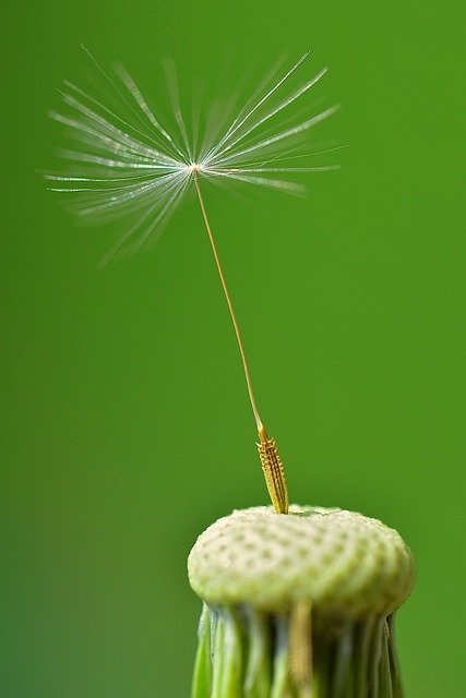 Dandelion Pappus Seed - Free photo on Pixabay