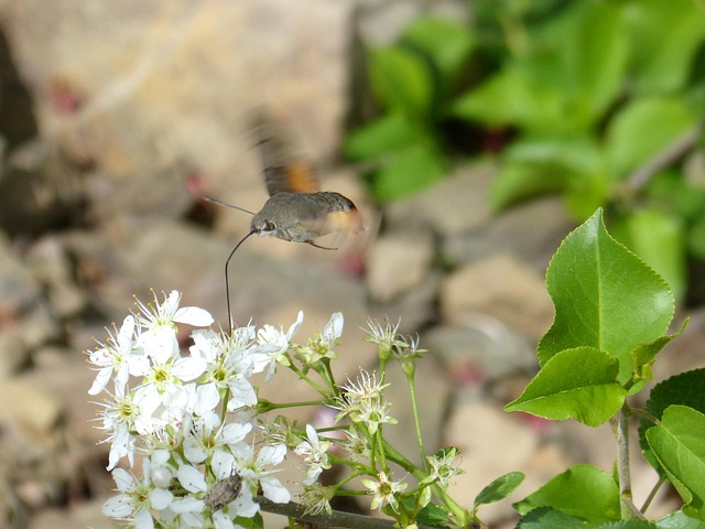 Butterfly Hummingbird - Free photo on Pixabay - Pixabay