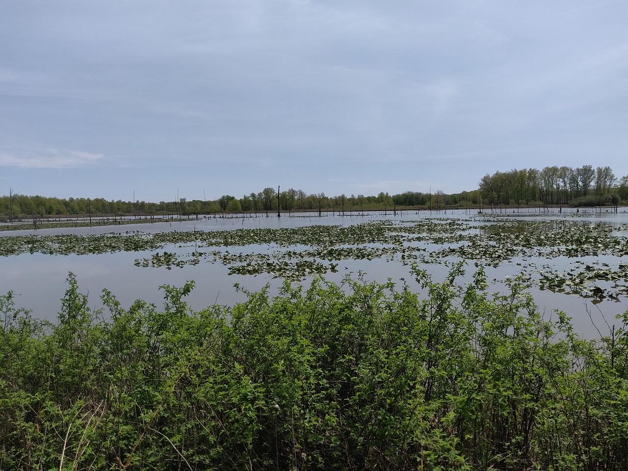 Nature Wetlands Marsh - Free photo on Pixabay
