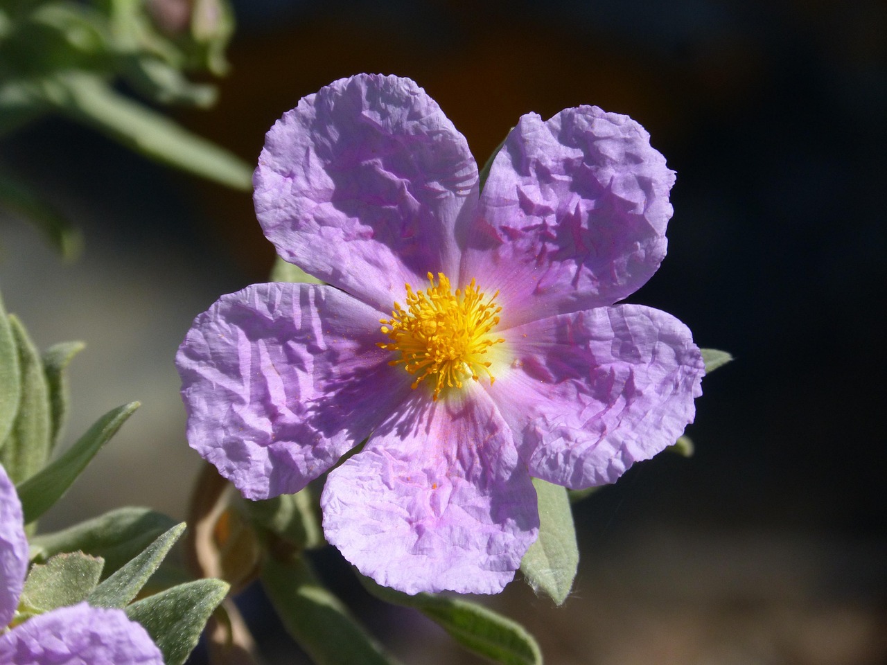 60+ Free Steppe Flower & Steppe Images - Pixabay
