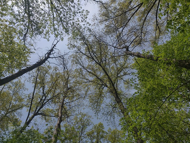Nature Trees Treetop - Free photo on Pixabay