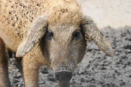 7+ Free Mangalitza Pig & Mangalitza Images - Pixabay