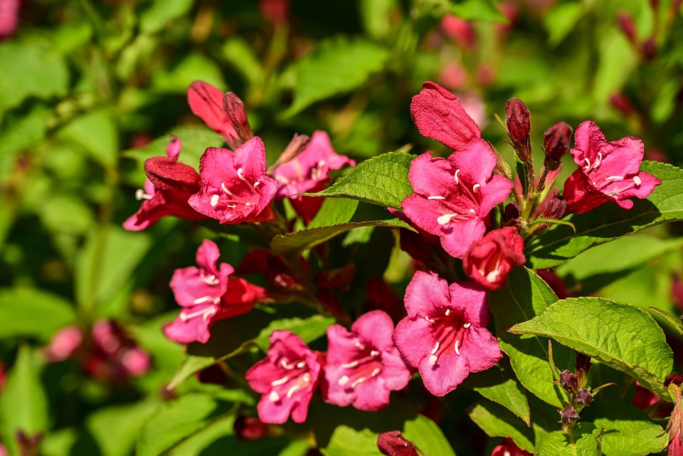 Weigela Flowers Shrub Ornamental - Free photo on Pixabay - Pixabay