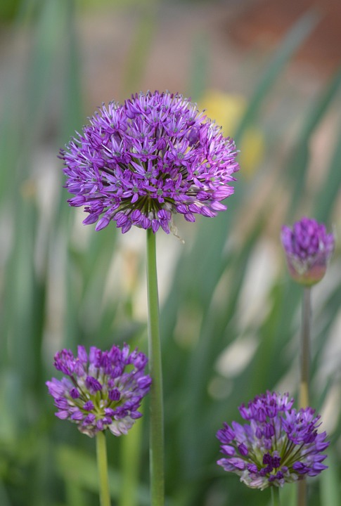Leek Flower Plant Allium - Free photo on Pixabay