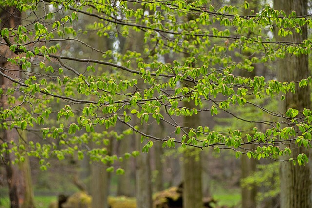 Park Branches Leaves - Free photo on Pixabay - Pixabay