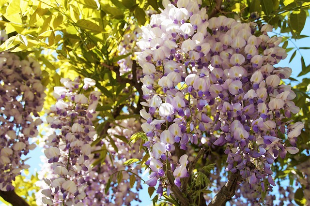Wisteria Planta Rastrera Flores - Foto gratis en Pixabay - Pixabay