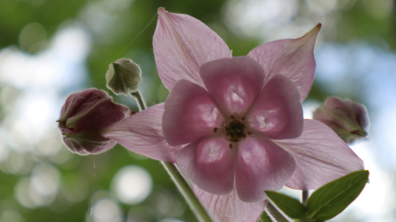 Fleur Bloom Ancolie Le - Photo gratuite sur Pixabay