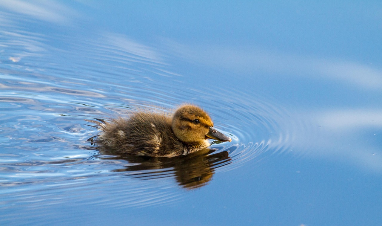 Oiseau Canard Colvert - Photo gratuite sur Pixabay - Pixabay