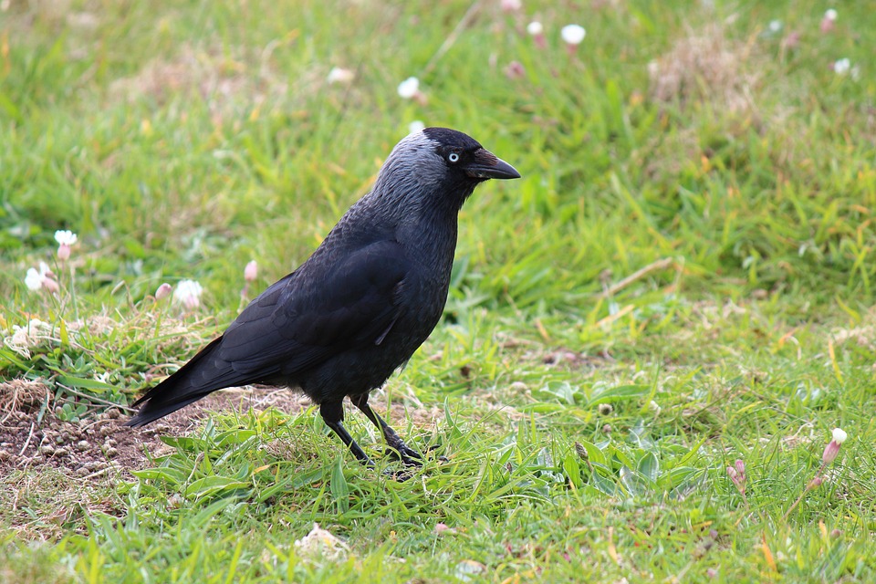 Bird Raven Cornwall - Free photo on Pixabay - Pixabay