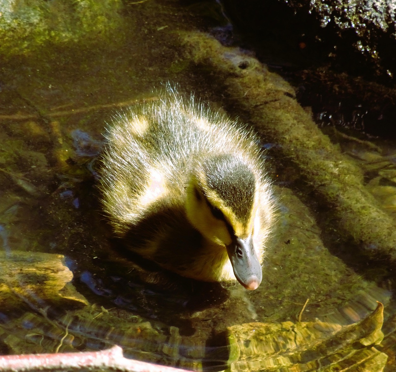 Duckling Baby Animal - Free photo on Pixabay - Pixabay