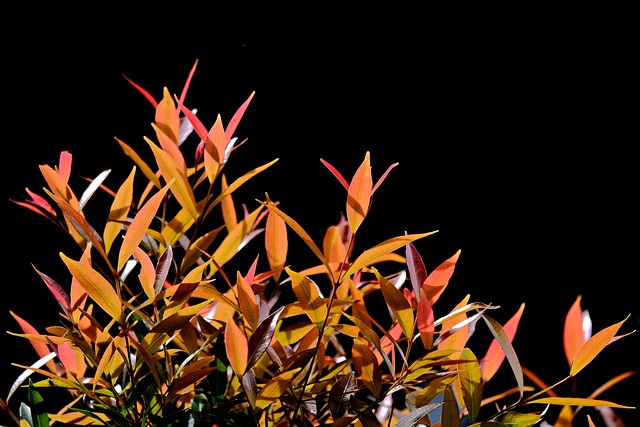 Daun-Daun Daun Segar Dedaunan - Foto gratis di Pixabay - Pixabay