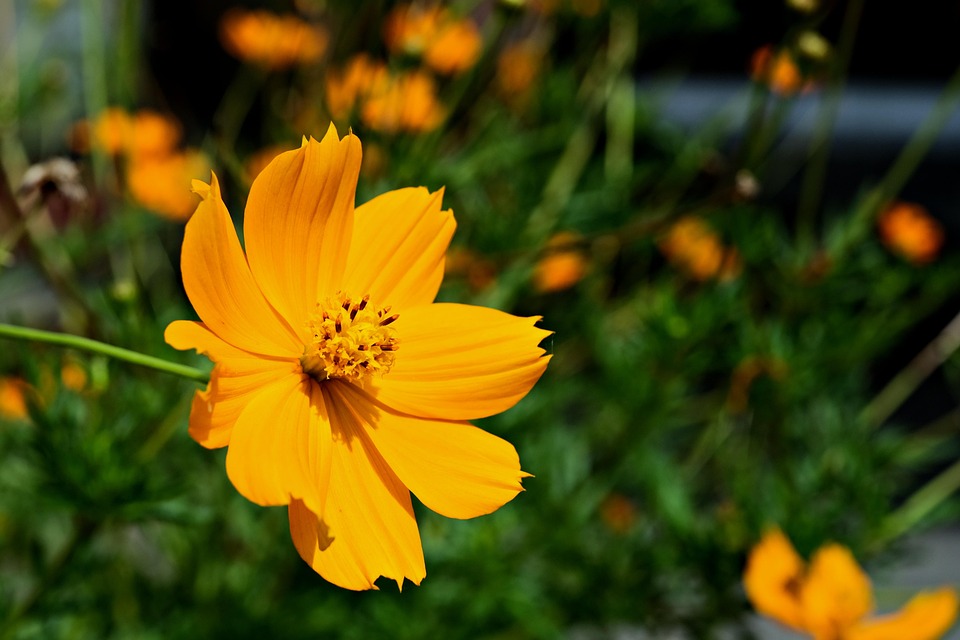 Cosmos Flor Planta - Foto gratis en Pixabay - Pixabay
