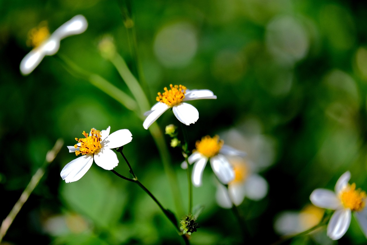 Fleurs Blanches - Photo gratuite sur Pixabay - Pixabay