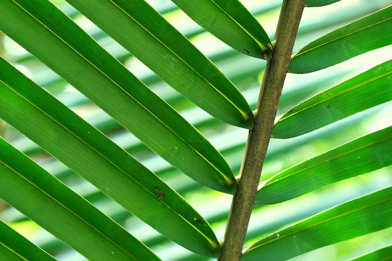 Palm Leaves Green Foliage - Free photo on Pixabay