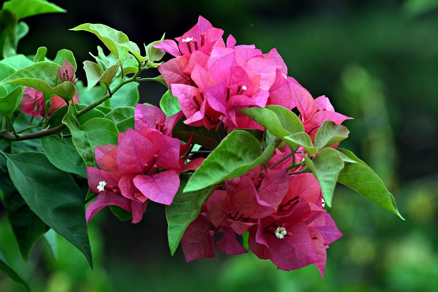 Bougainvillea Flower Plant - Free photo on Pixabay - Pixabay