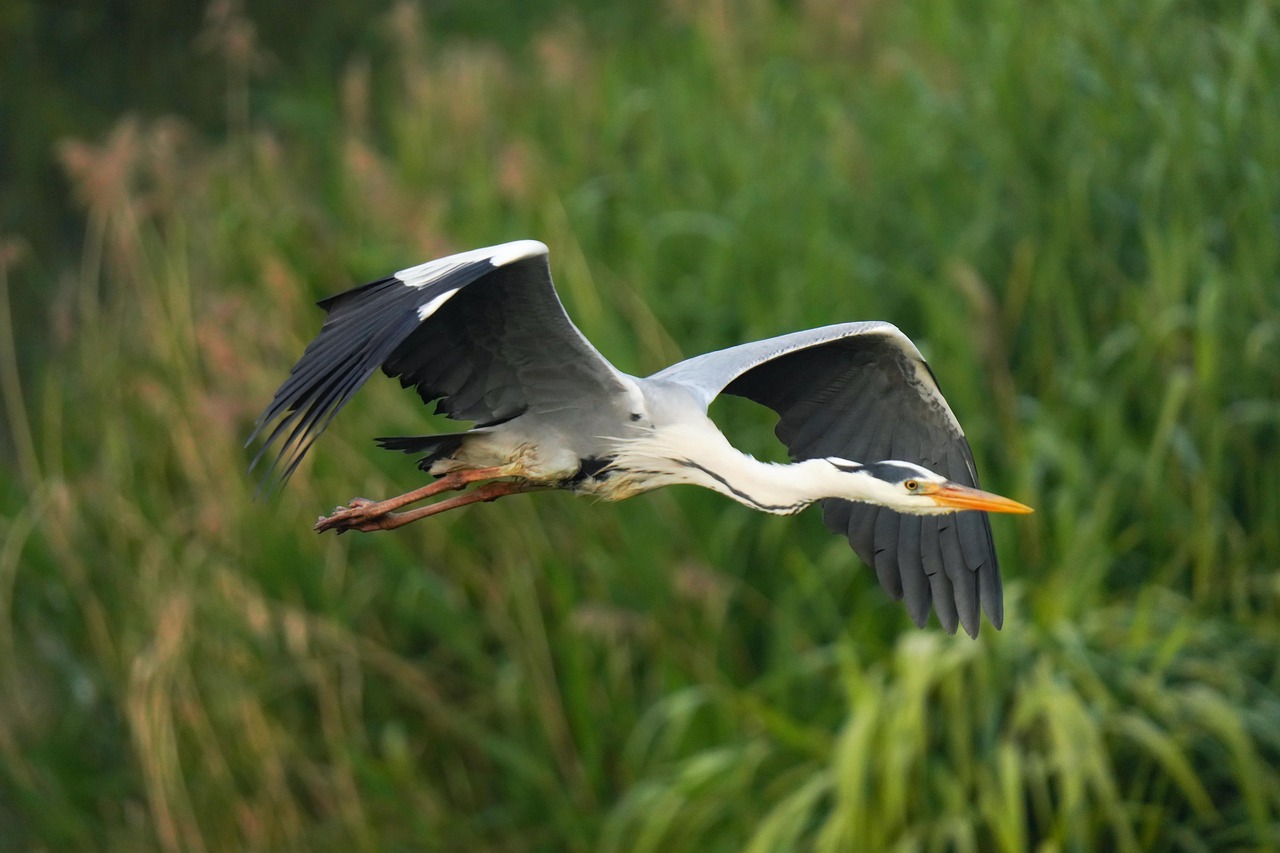Bird Common Heron Wing - Free photo on Pixabay