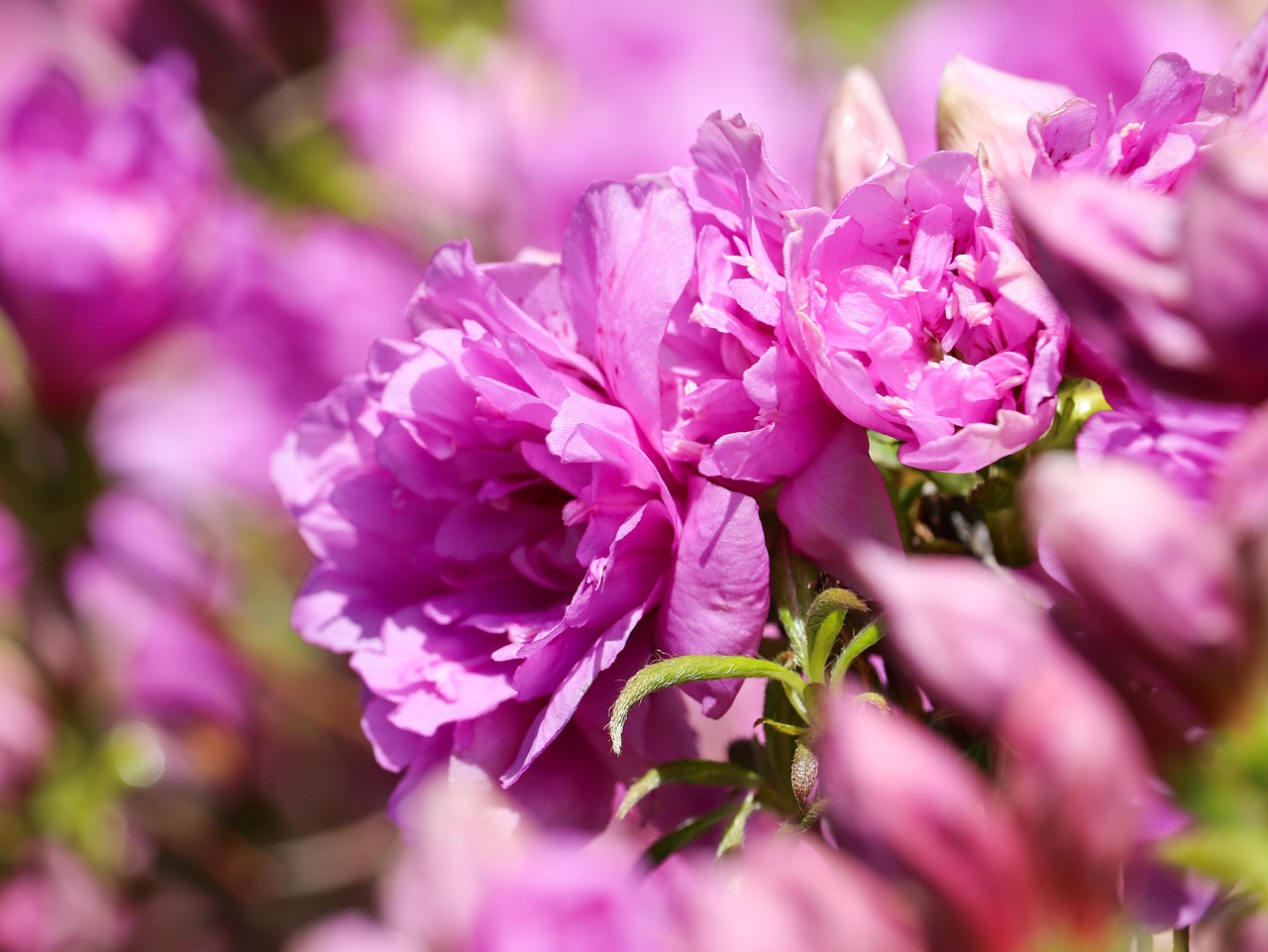 1,000+ Free Azalea & Nature Photos - Pixabay