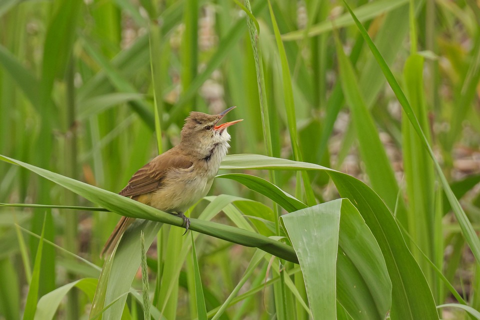 Great Reed Warbler Bird Animal - Free photo on Pixabay