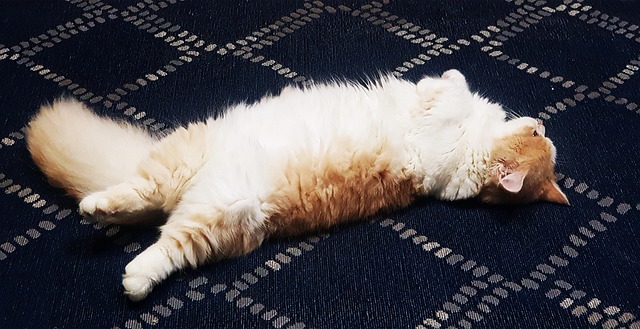 Gatito Gato Munchkin Napoleón - Foto gratis en Pixabay - Pixabay