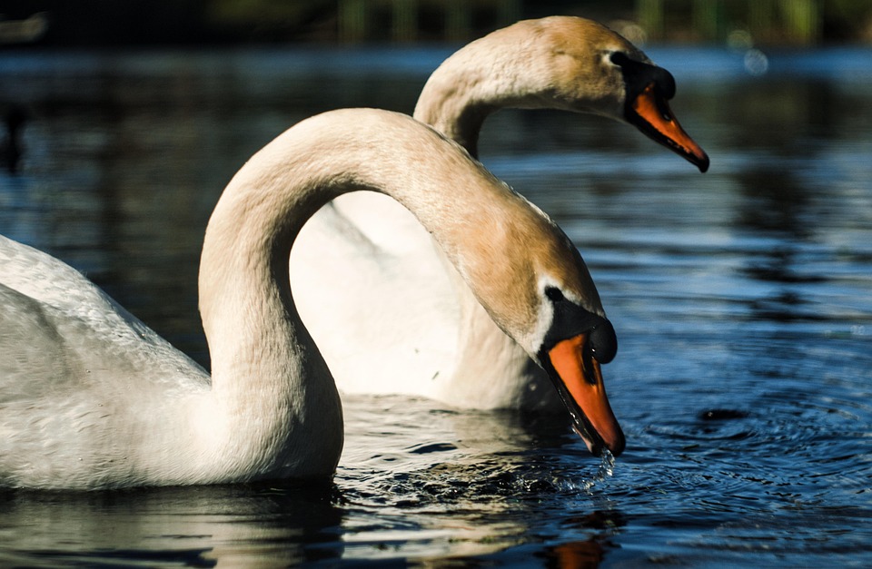 Swan Park Lake - Free photo on Pixabay - Pixabay