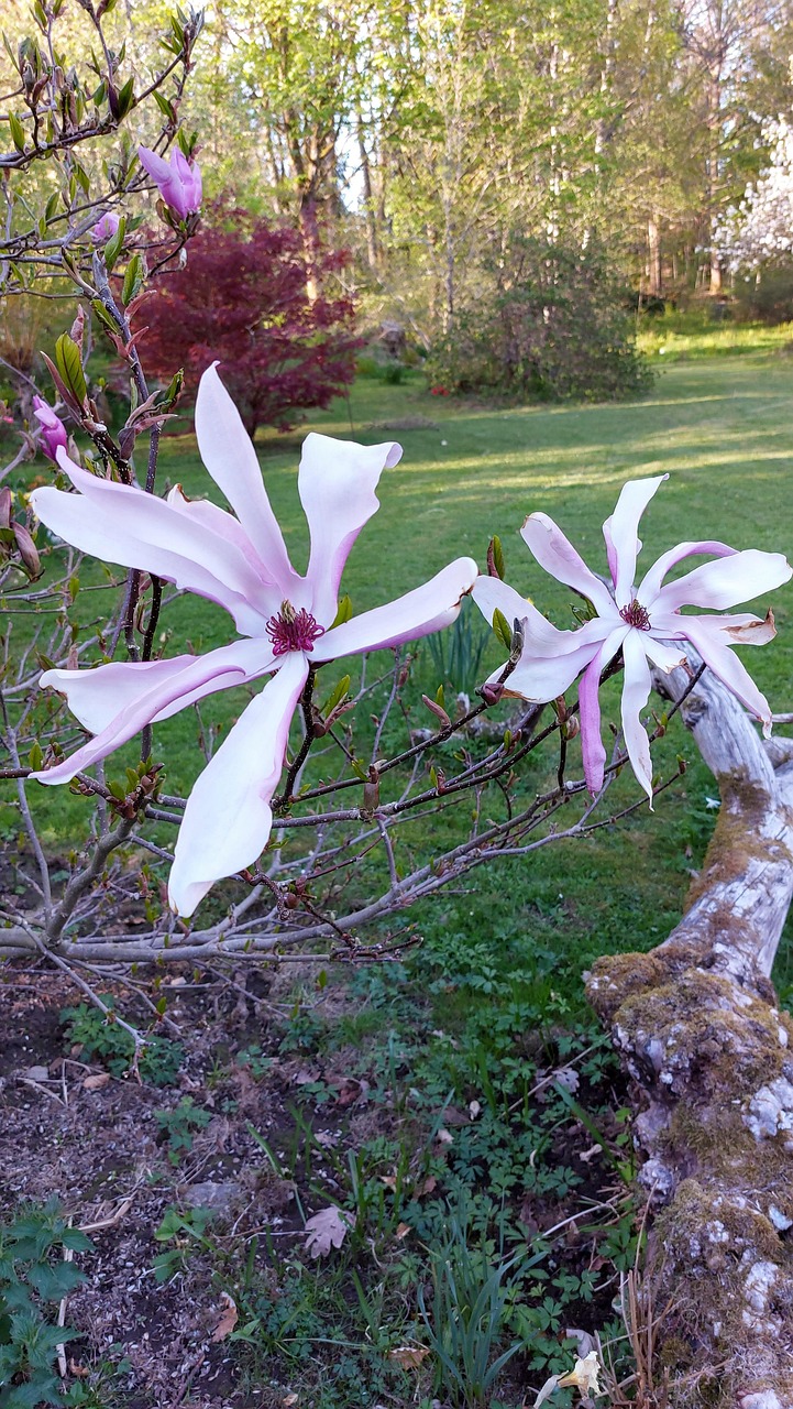 Jardin Magnolia - Photo gratuite sur Pixabay - Pixabay