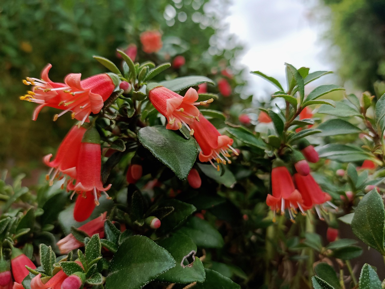 Flowers Blossom Flora - Free photo on Pixabay - Pixabay