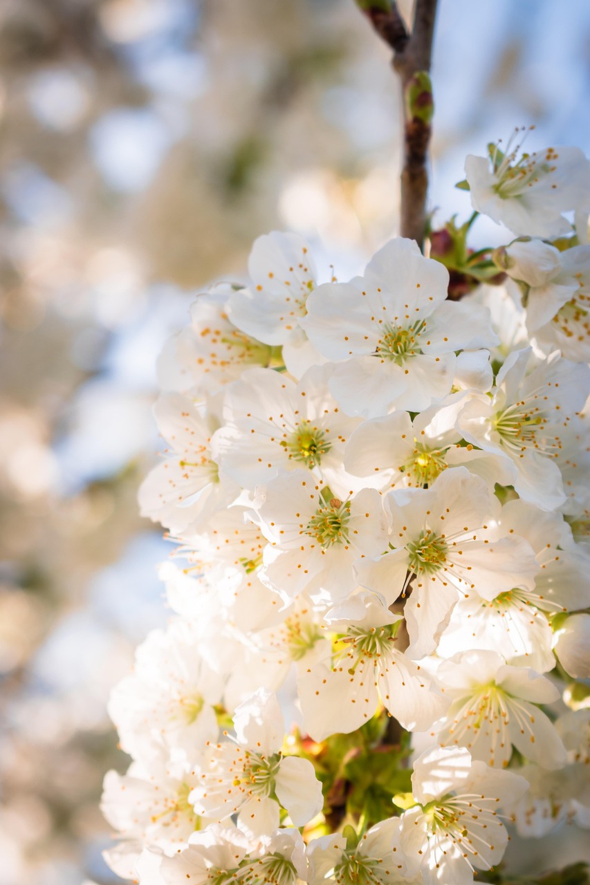 Flor De Cereza Flores Primavera - Foto gratis en Pixabay - Pixabay