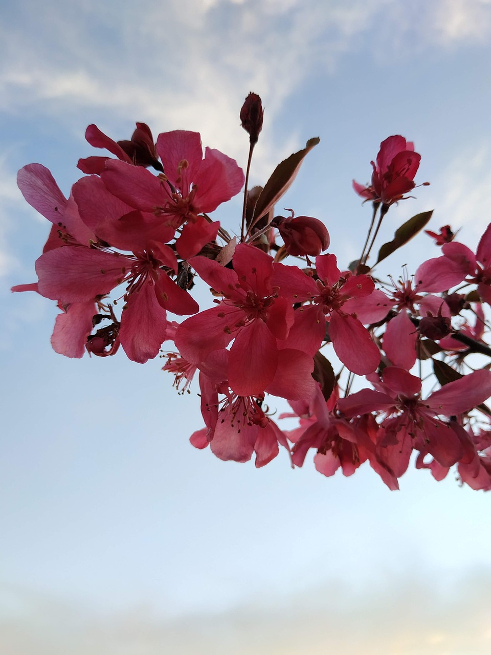 Bunga Musim Semi Cabang - Foto gratis di Pixabay - Pixabay