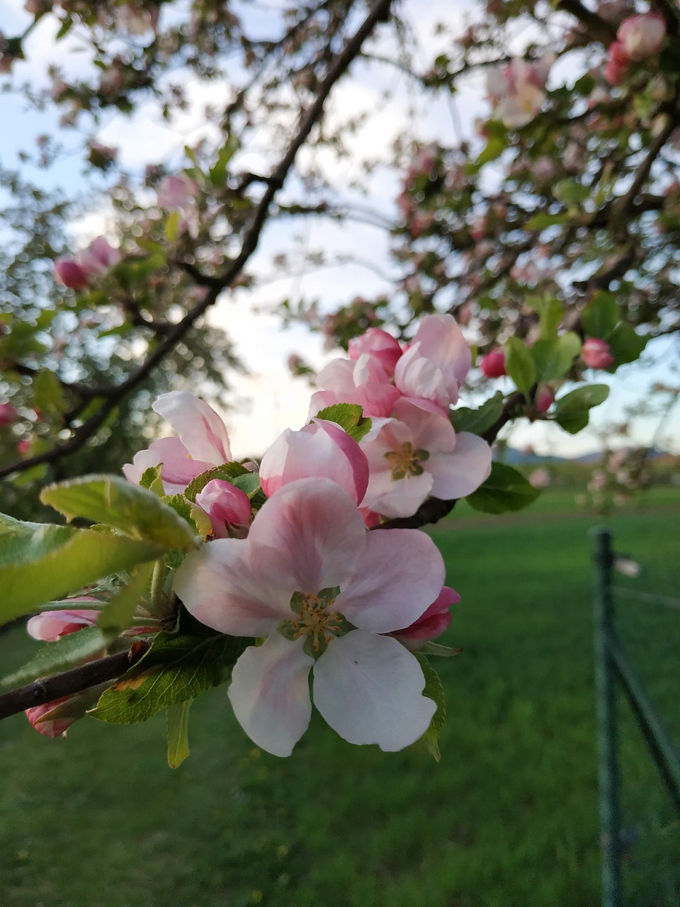 Flowers Spring Branch - Free photo on Pixabay - Pixabay